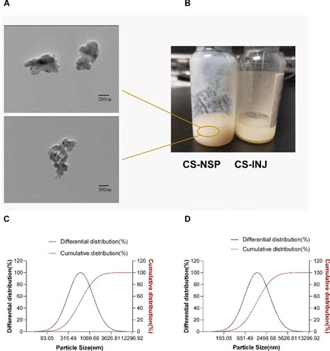 A Transmission Electron Microscopy Of Cs Nsp B Appearance Of