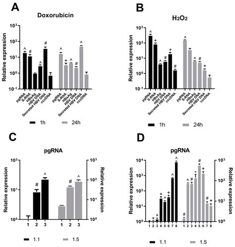 Viruses Free Full Text ATM And ATR Expression Potentiates HBV