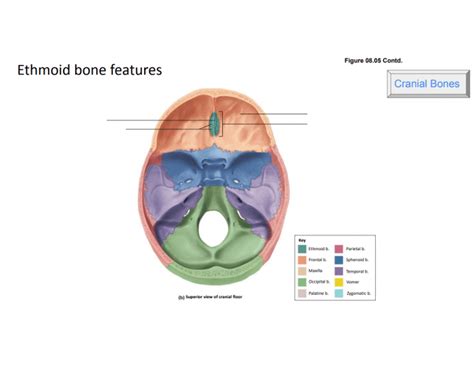 Ethmoid Bone Features But Like A Different Angle — Printable Worksheet
