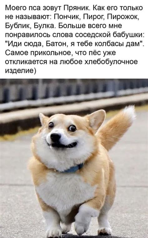 51 Одноклассники Смешные морды животных Смешно Смешные котята