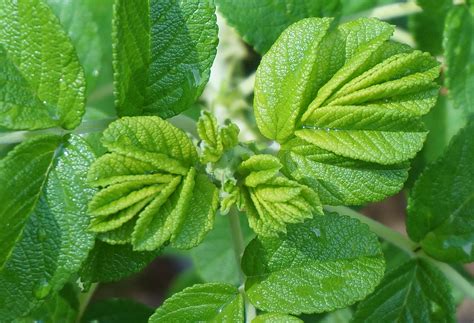 图片素材 性质 厂 玫瑰 绿色 草本植物 生产 花园 植物群 树叶 灌木 开花植物 雨湿 rugosa玫瑰 新叶