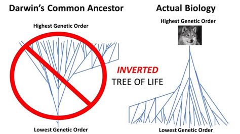 Darwins Inverted Genetic Tree Evolution Is A Myth