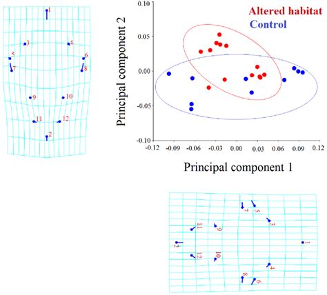 Principal Component Analysis For Shape Variation In Aurivela Longicauda