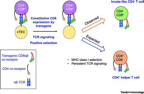 Effects Of Constitutive Expression Of The CD8 Co Receptor On CD4 CD8