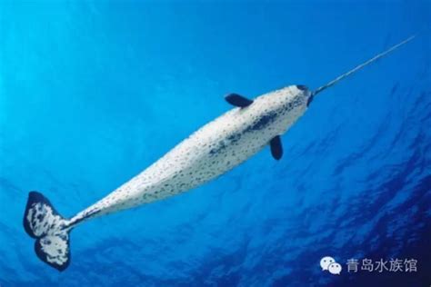 水族馆中的独角兽 青岛水族馆官方网站