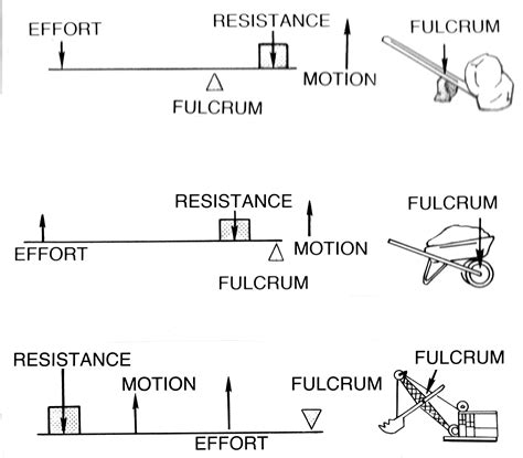 Example Of First Class Lever System At Angelic Lujan Blog