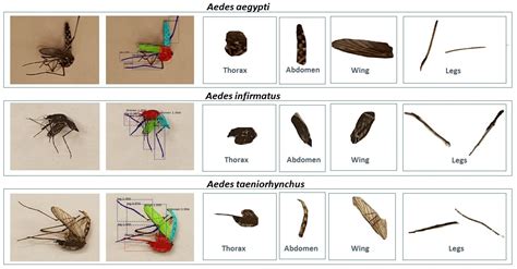 A Framework Based On Deep Neural Networks To Extract Anatomy Of Mosquitoes From Images Deepai