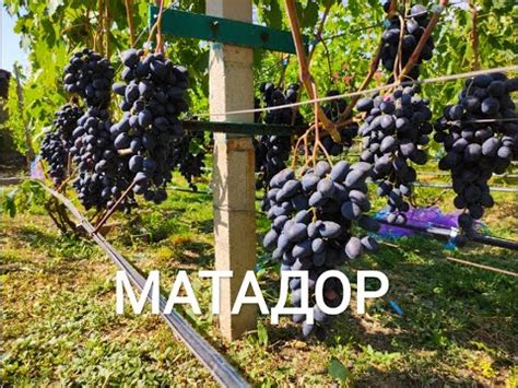 Матадор 2020г. под нагрузкой. - YouTube