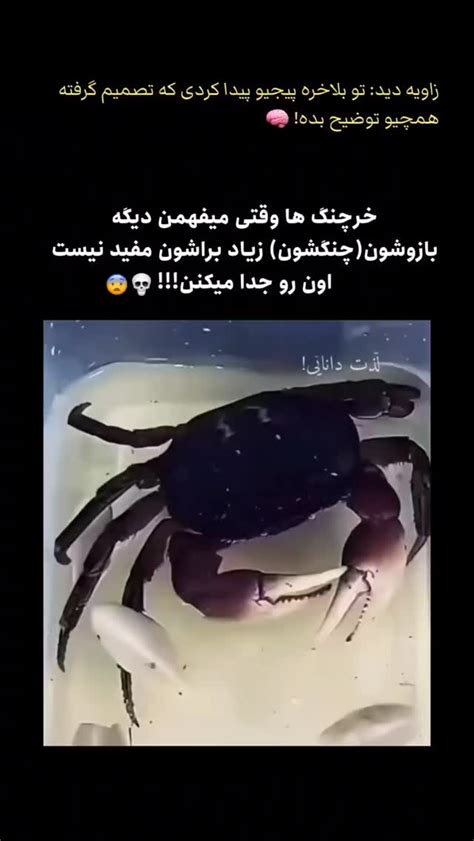 ‎لذت دانایی چطور کار میکنن؟‎ ‎خرچنگ‌ها برای بقا، چنگ‌های خودشون رو می‌شکنند 👇⁉️ بعضی وقت‌ها