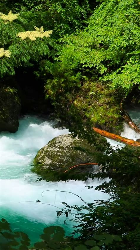夏日湍急溪流 风景手机动态壁纸 风景手机壁纸下载 元气壁纸