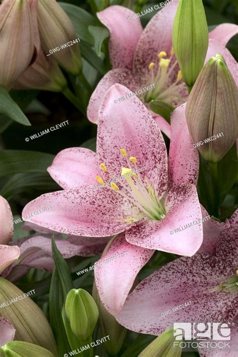 LILIUM SWEET SUGAR, Stock Photo, Picture And Rights Managed Image. Pic ...