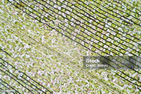 세포 구조 Hydrilla 교실 교육을위한 현미경으로 식물 세포를 보여주는 잎 표면의 보기 건강관리와 의술에 대한 스톡 사진 및