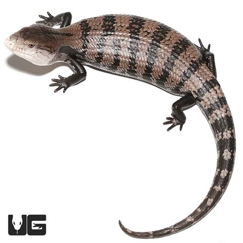 Adult Halmahera Blue Tongue Skink 2tiliqua Gigas For Sale