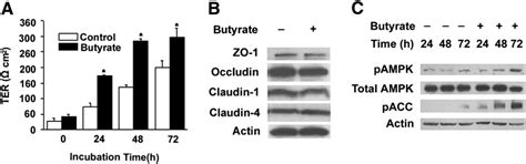 Effects Of Butyrate On Barrier Function Expressions Of Tight Junction