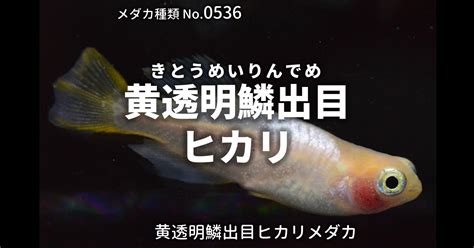 黄透明鱗出目ヒカリ（きとめいりんでめひかり）とは 改良メダカweb図鑑no0536 メダカの品種 黄 改良メダカweb図鑑
