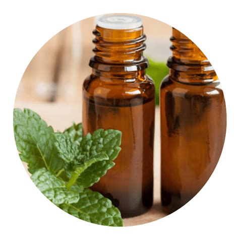 Spearmint Oil Mentha Spicata Pavitramenthe Fair Organic Pvt Ltd