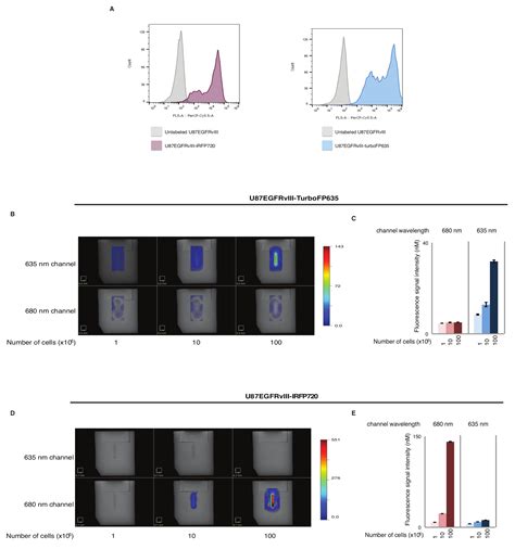Fluorescence Molecular Tomography For In Vivo Imaging Of Glioblastoma Xenografts Protocol