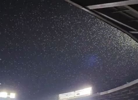 정체불명 벌레 득실…이른 더위에 지하철 내부 습격한 ‘팅커벨