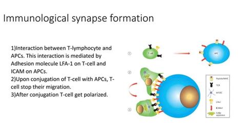 Immunological Synapse Ppt