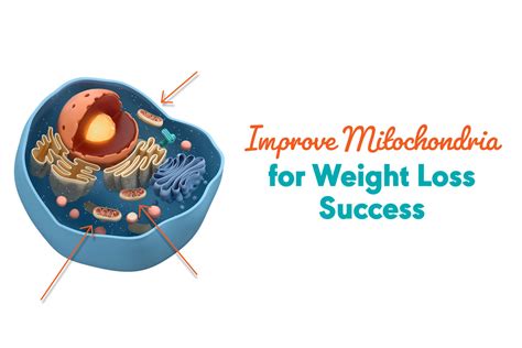 Improve Mitochondria For Weight Loss Success Dietflex