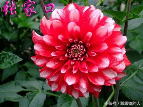 河北石家莊保定邯鄲唐山秦皇島邢台張家口的市花 每日頭條