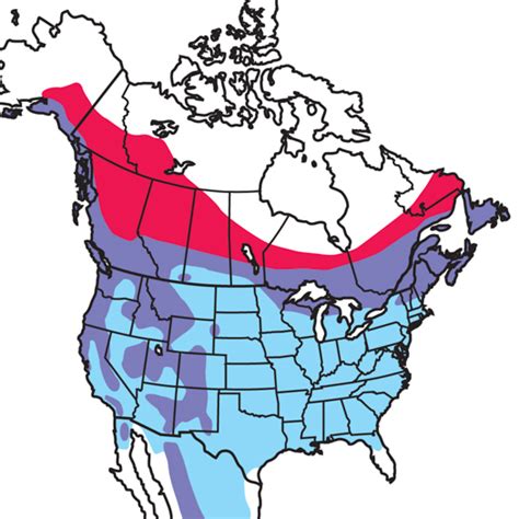 Pine Siskin Audubon Field Guide