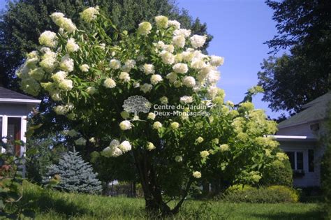 Hydrangea Paniculata Grandiflora Hydrangee Paniculee Panicle