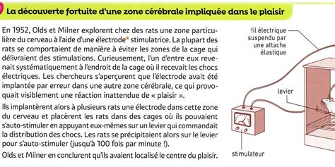 Cerveau Plaisir Et Sexualité