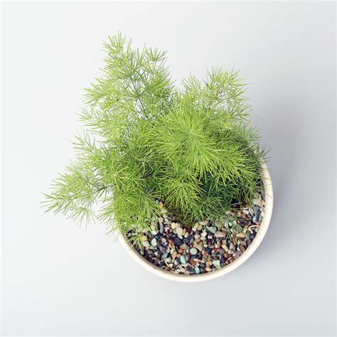 아스파라거스 미리오클라두스 식물 인테리어 미니화분 감도 깊은 취향 셀렉트샵 29cm