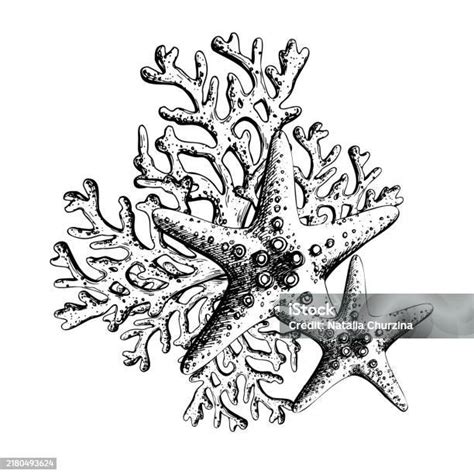 산호 가지를 가진 불가사리 손으로 그린 그래픽 일러스트 와 흑백 컬러 라인 아트 해양 테마의 승화 편곡 구성 검은색에 대한 스톡 벡터 아트 및 기타 이미지 Istock