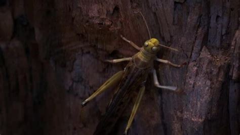 รูปภาพlocust เลือกดูภาพถ่ายสต็อก เวกเตอร์ และวิดีโอ56 826 Adobe Stock
