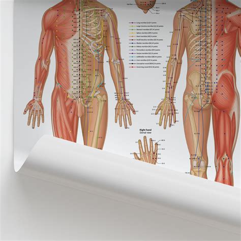 Acupuncture Points Poster Meridian And Pressure Point Chart Anatomystuff