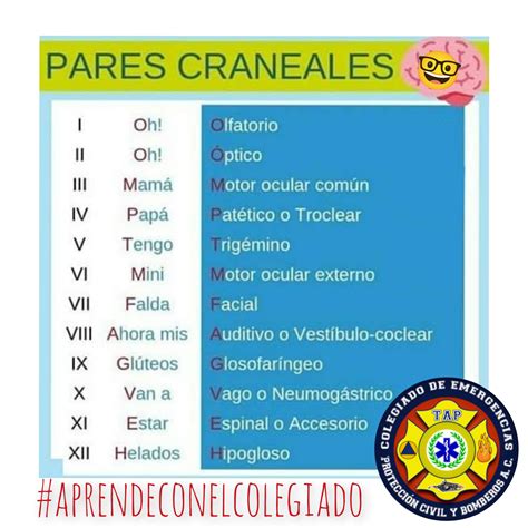 Conocías La Nemotecnia De Los Pares Craneales 🤓🤔 La Mnemotecnia O