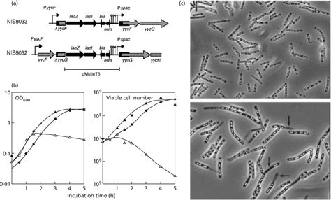 Figure 2 From The Essential Two Component Regulatory System Encoded By Yycf And Yycg Modulates