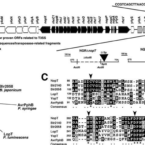 Autoproteolytic Activity Of Nopt A Immunodetection Of Nopt Protein