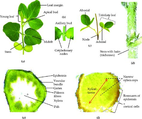 Soybean Plant Diagram