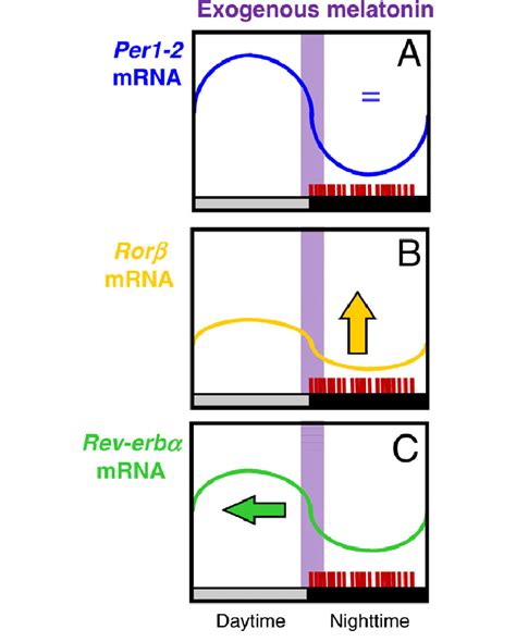Acute Treatment With Exogenous Melatonin At Dusk Affects Clock Gene