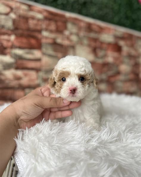 พุดเดิ้ลแท้ หน้าตุ๊กตา ไซส์ทีคัพ 🧸🧸สินสอด หลักหมื่น คะ 🧸🧸 💉 ฉีดวัคซีนของเเถม ⁉️รับประกันลำไส้