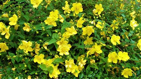 Яркое и очень неприхотливое растение мечта садоводов Цветет обильно до осенних заморозков