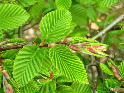 Beech Hedge Leaves Free Photo On Pixabay