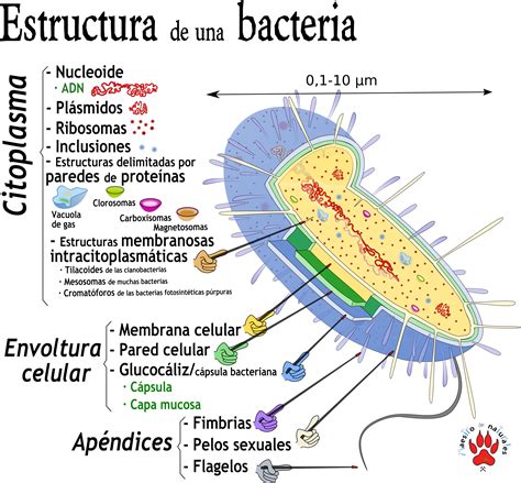 Tema 18 3 Bacterias