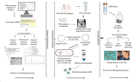 Schematic Diagram Showing The Application Of Recombinant Outer Download Scientific Diagram