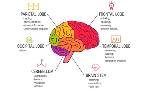 Functional Areas Of The Brain And Their Responsibilities Alternative Therapies