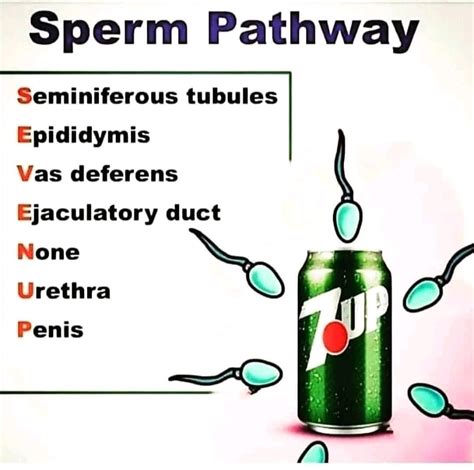 Hazrat Bilal On Linkedin Seven Up Mnemonic Sperm Pathway Seven Up