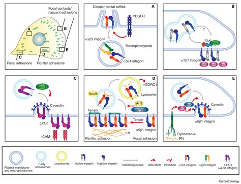 Endocytic Trafficking Of Integrins In Cell Migration Current Biology