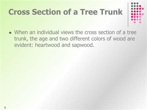 PPT Stem Anatomy PowerPoint Presentation Free Download ID 4460805