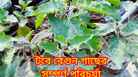 টবে বেগুন গাছের সম্পূর্ণ পরিচর্যা ও সার প্রয়োগ। সারা বছর টবেই বেগুন