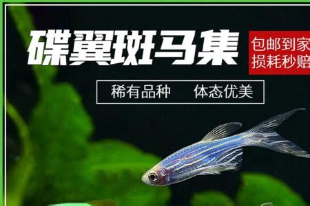 蝶翼斑马鱼怎样繁育