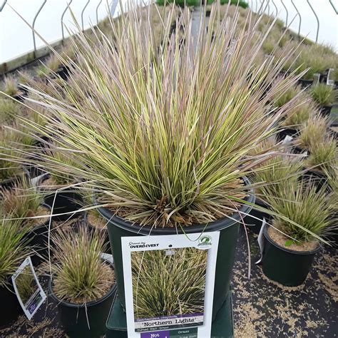 Northern Lights Tufted Hair Grass Grown By Overdevest