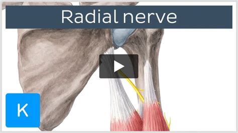 Radial Nerve Distribution